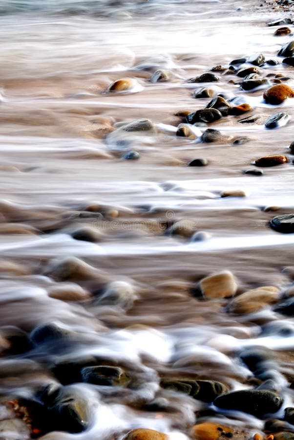 Iguana (Iguana iguana) stock image. Image of lizard, wild - 11194467