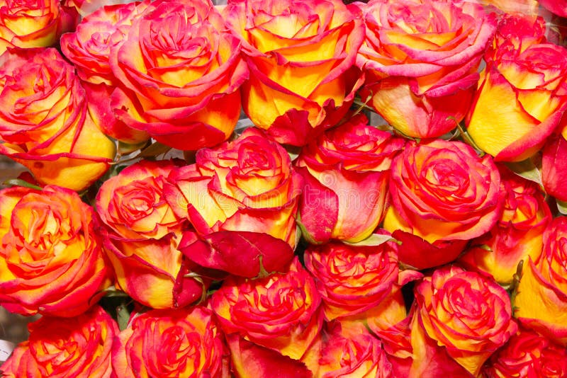 Abstract rose stock photo. Image of abstract, drawing - 24738512