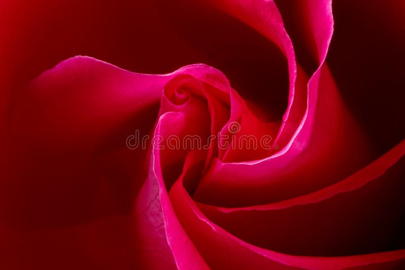 Ping Rose stock photo. Image of pink, romance, forever - 234288