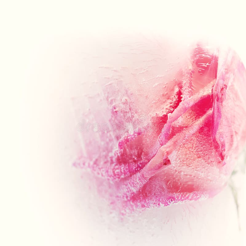 Abstract Rose in Creamy Ice Stock Photo - Image of love, natural: 28694220