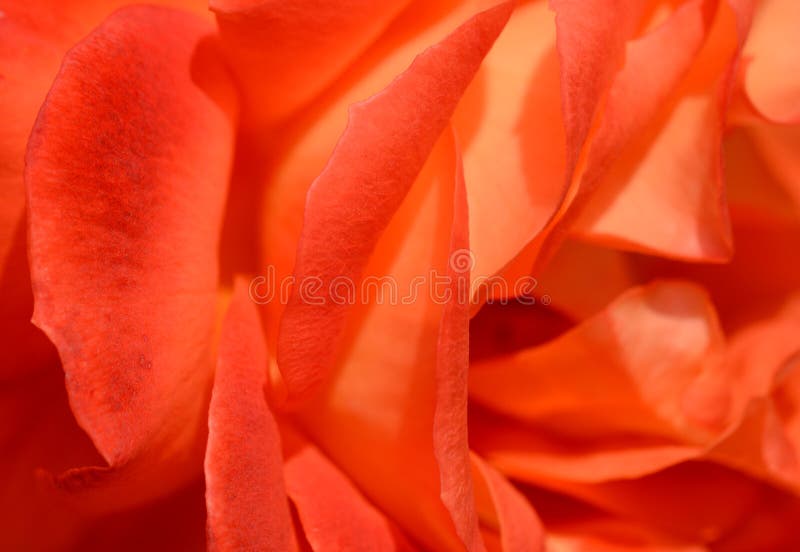 Abstract rose petals stock image. Image of abstract, rosa - 41211611