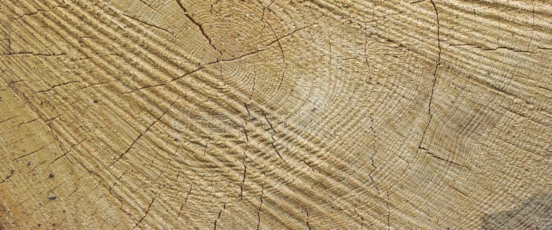 Abstract Rough Pine Wood Grain Wide Texture Close-up Stock Image ...