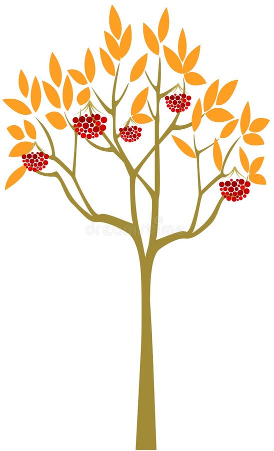 Rowan Tree with Berries for Your Design Stock Vector - Illustration of ...