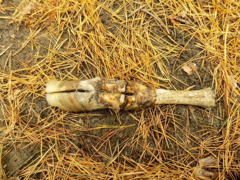 Abstract Rural White Bone Texture, on the Forest Background Stock Photo ...