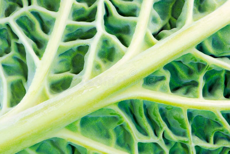 Abstract Savoy Cabbage Leaf Stock Photo - Image of leaf, healthy: 143638058