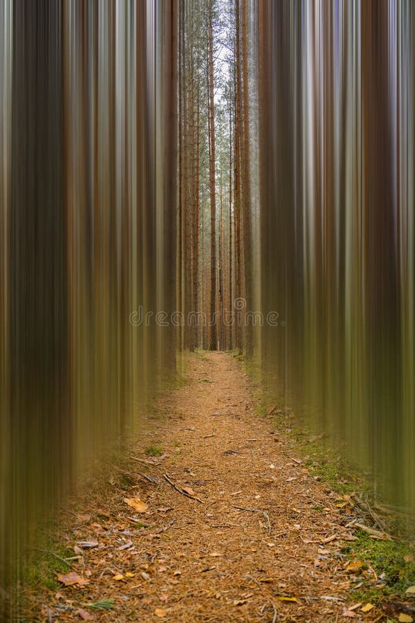 Abstract Scene with a Path through Motion Blurred Trees Stock Photo ...