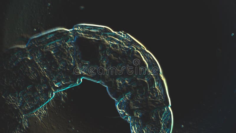 Abstract Scientific Animation of Creature Under Microscope with Glassy ...