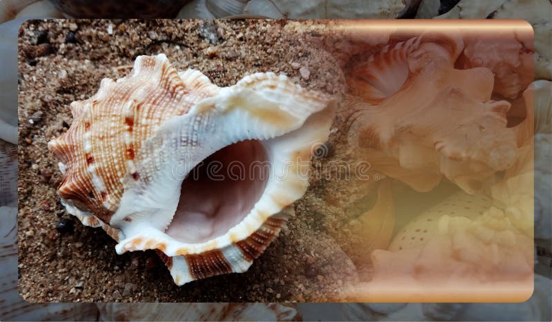 Sea Shell Background Template for Website, Abstract Info Graphics ...