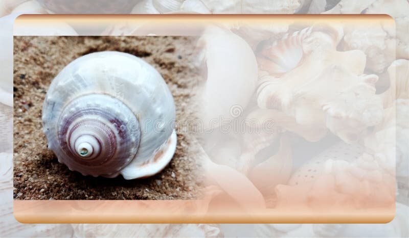 Sea Shell Background Template For Website, Abstract Info Graphics ...