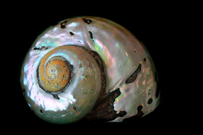Abstract Sea Shell Isolated Stock Image - Image of macro, shellfish ...