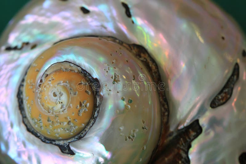 Abstract Sea Shells Texture Stock Photo - Image of collection, texture ...