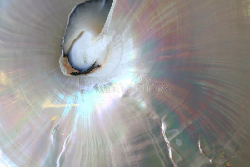 Abstract Sea Shells Texture Stock Photo - Image of beach, white: 118313084