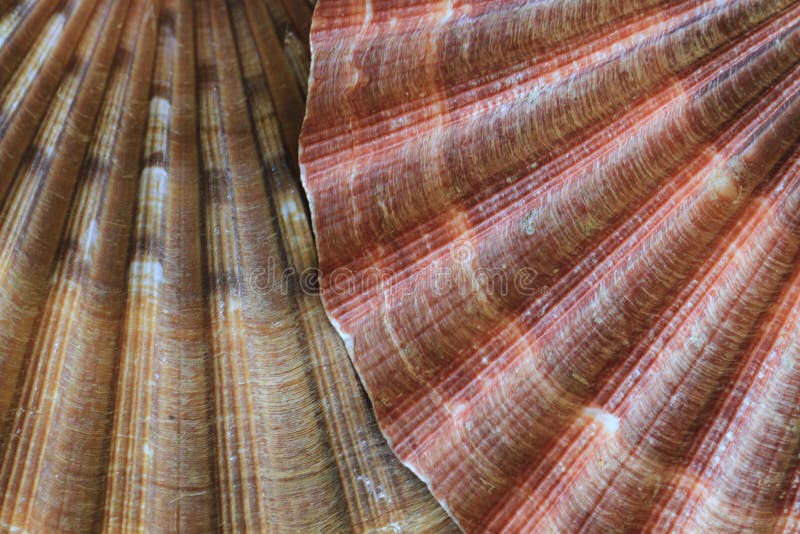 Abstract Sea Shells Texture Stock Photo - Image of animal, design ...