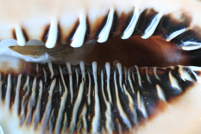 Abstract Sea Shells Texture Stock Image - Image of brown, pearl: 118312983