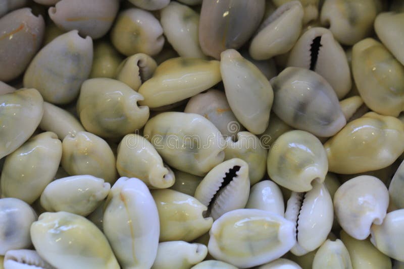 Abstract Sea Shells Texture Stock Image - Image of pattern, shellfish ...