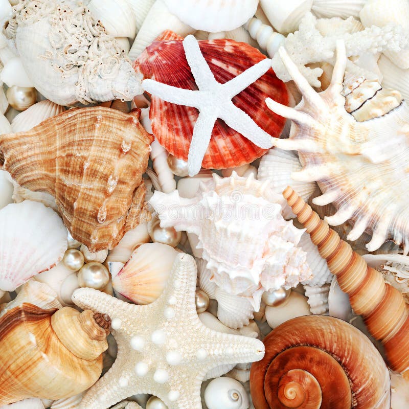 Abstract Beautiful Seashell Composition Background Stock Photo - Image ...