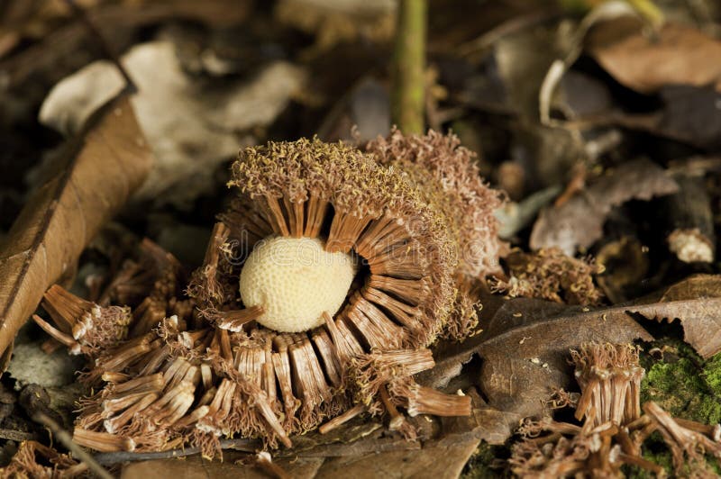 Abstract Of Seed On Forest Floor Stock Photo - Image of seed, seeds ...