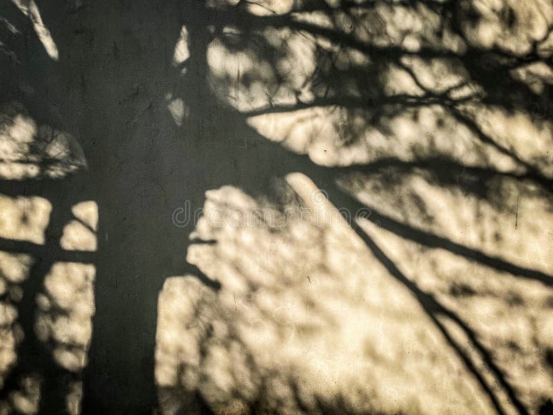 Abstract Shadow Background of Natural Leaves Tree Stock Image - Image ...