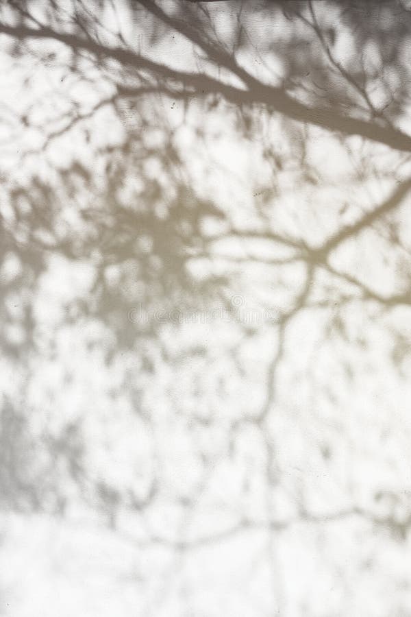 stock image. Image of shadow, leaf, tree, foliage, pattern - 143404519