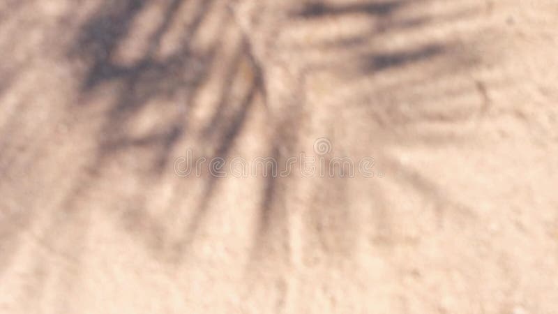Abstract Shadow Black White Palm Leaf Shadow on Sand Background. Stock ...