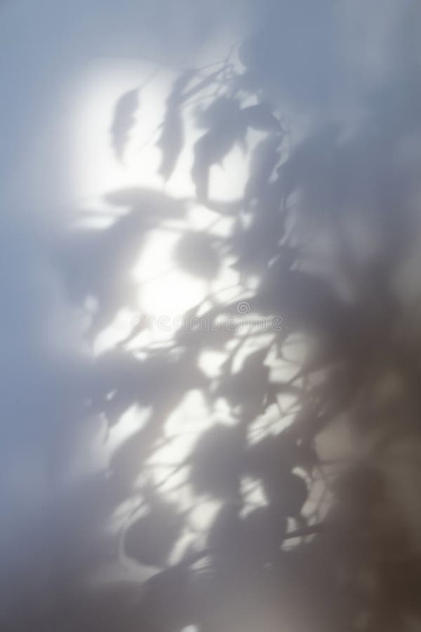 Abstract Shadow. Blurred Background. Reflection of Gray Leaves on a ...