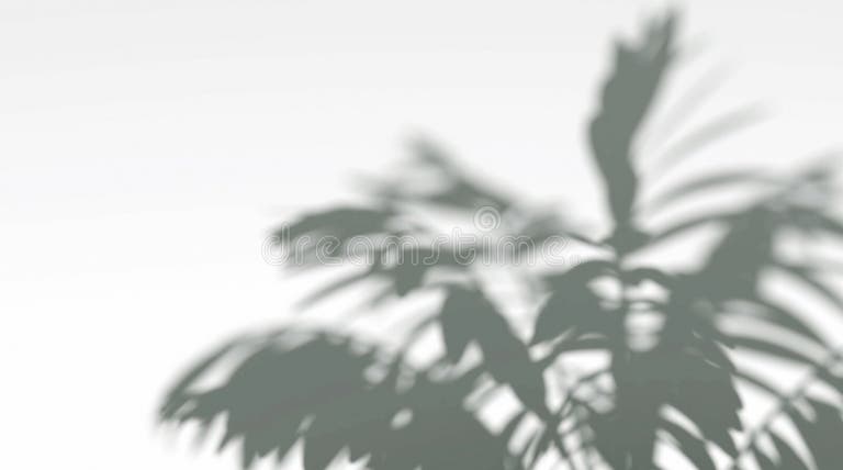 Shadow Fern Branches Stock Illustrations – 226 Shadow Fern Branches ...