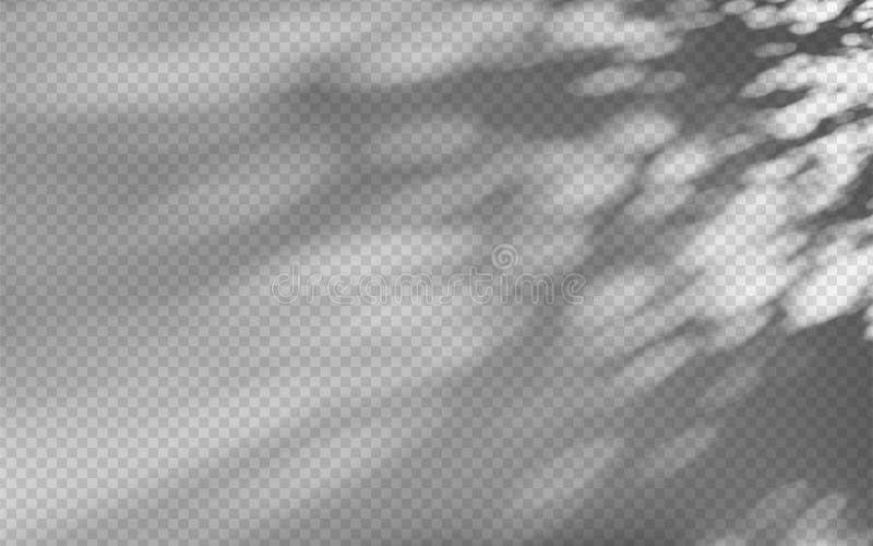 Abstract Shadow Overlay from Foliage on a Transparent Background. Stock ...