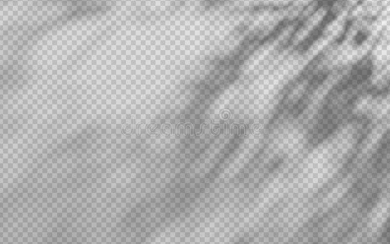 Abstract Shadow Overlay from Foliage on a Transparent Background. Stock ...
