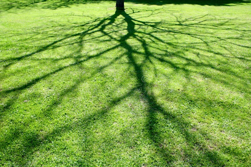 Great tree shadow stock photo. Image of cast, colour - 25908402