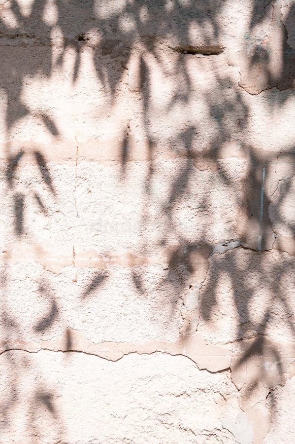 Abstract of Shadow Tree on Cement Wall for Background Used. Stock Image ...