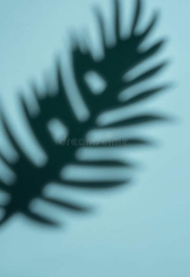 Abstract Shadow of a Tropical Leaf on a Light Blue Background in Soft ...