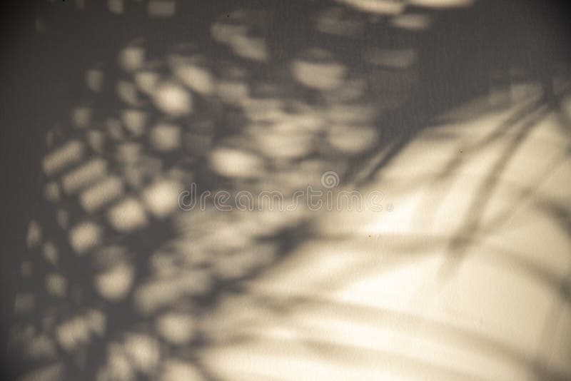 Abstract Shadows. Leaf and Tree Sun Soft on Wall and White Blurred ...