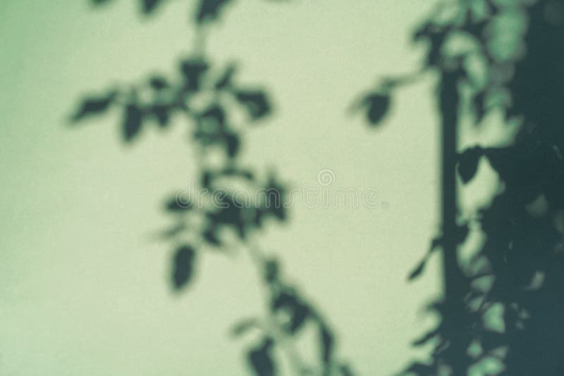 Abstract Shadows of Tree Leaves Leave Shadows on the Texture of a Light ...