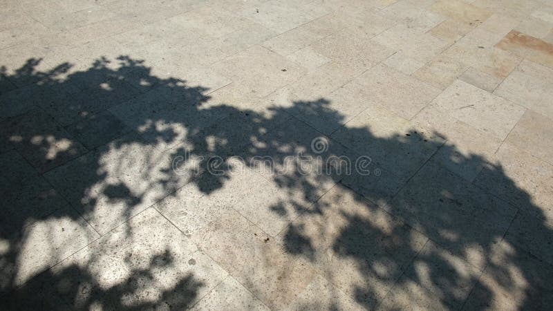 Abstract Shadows of Trees on Floor at Outside Stock Footage - Video of ...