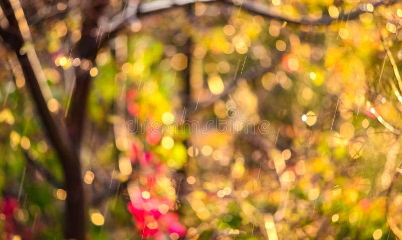 Abstract Shallow Focus of Sunny Nature Scene with Bokeh Lights Effect ...
