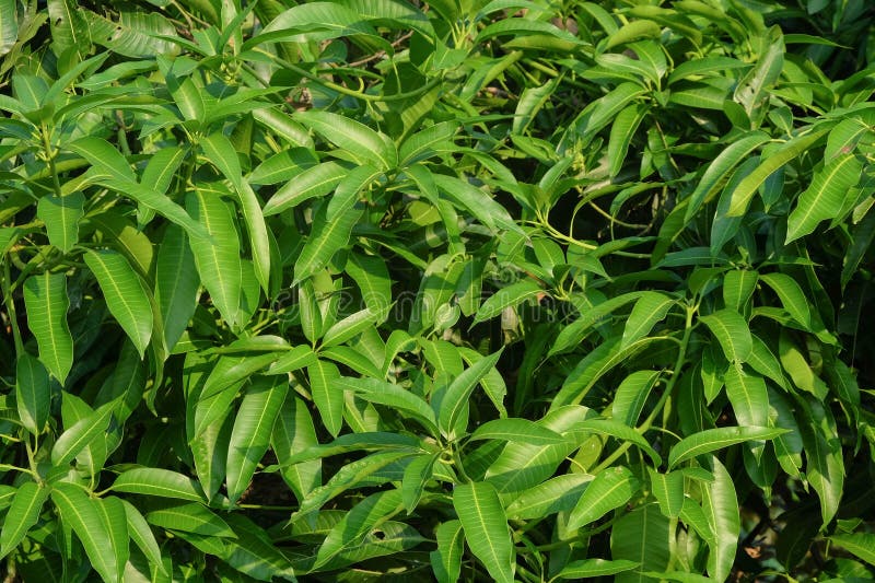 343 Mango Green Leaves Abstract Texture Background Stock Photos - Free ...