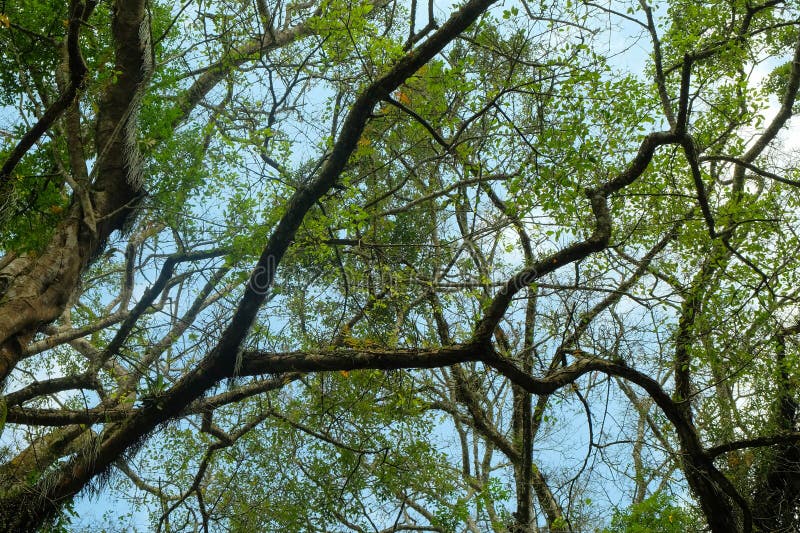 Abstract Shapes and Patterns of Large Tree Branches and Leaves Stock ...