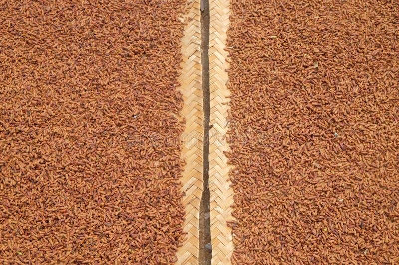 Abstract Shapes, Patterns and Textures of the Surface of Sun-dried ...