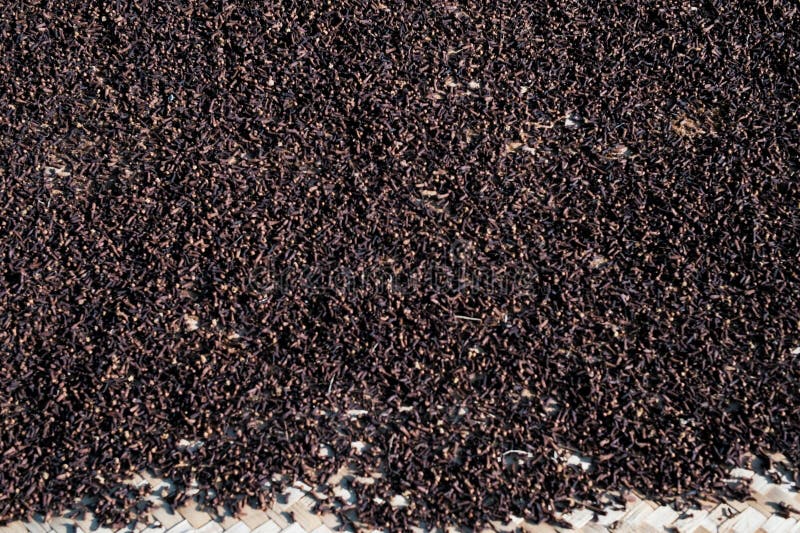 Abstract Shapes, Patterns and Textures of the Surface of Sun-dried ...