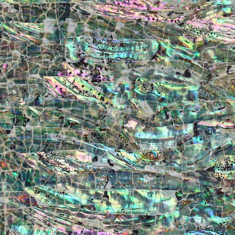 Abstract Sea Shell Background Template for Website, Abstract Info ...