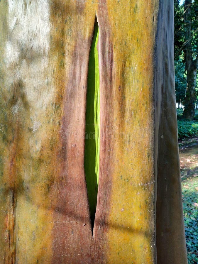 Abstract Shell with Green Division Stock Photo - Image of wood, peek ...