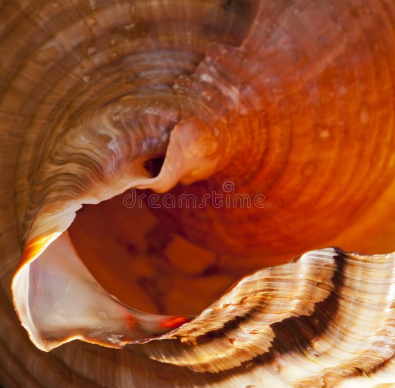 Abstract Sea Shell Background Template for Website, Abstract Info ...