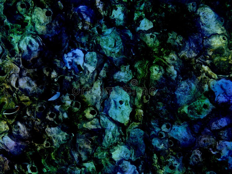 Abstract Shelled Background Stock Image - Image of background, stone ...