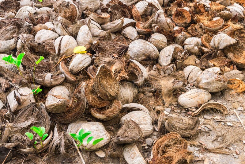 Abstract Shot of Coconut Shells and Palm Trees Stock Image - Image of ...