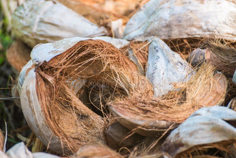 Abstract Shot of Coconut Shells and Palm Trees Stock Photo - Image of ...