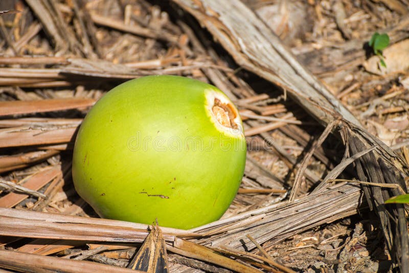 Abstract Shot of Coconut Shells and Palm Trees Stock Image - Image of ...