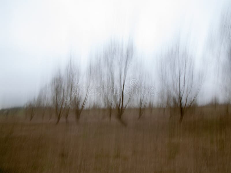 Abstract Shot of a Group of Small, Leafless Trees Stock Photo - Image ...