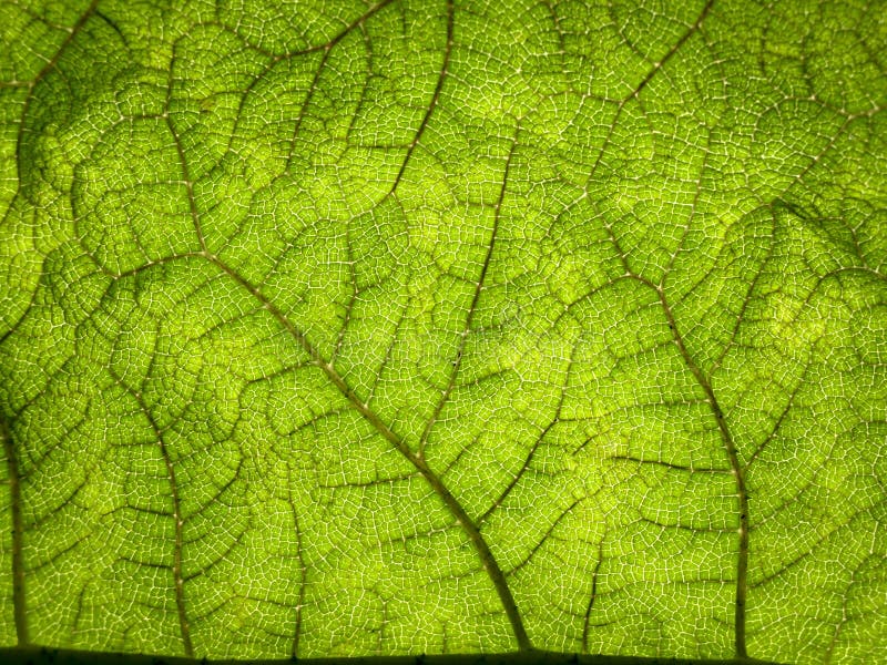 An Abstract Shot Showing the Vascular Tissue Structure of a Leafâ ...