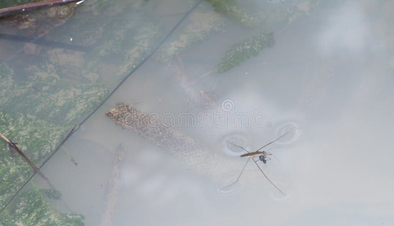 Abstract Shot of the Waterstrider Insect Floating on the Surface of the ...