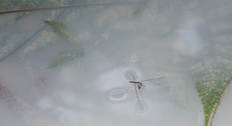 Abstract Shot of the Waterstrider Insect Floating on the Surface of the ...